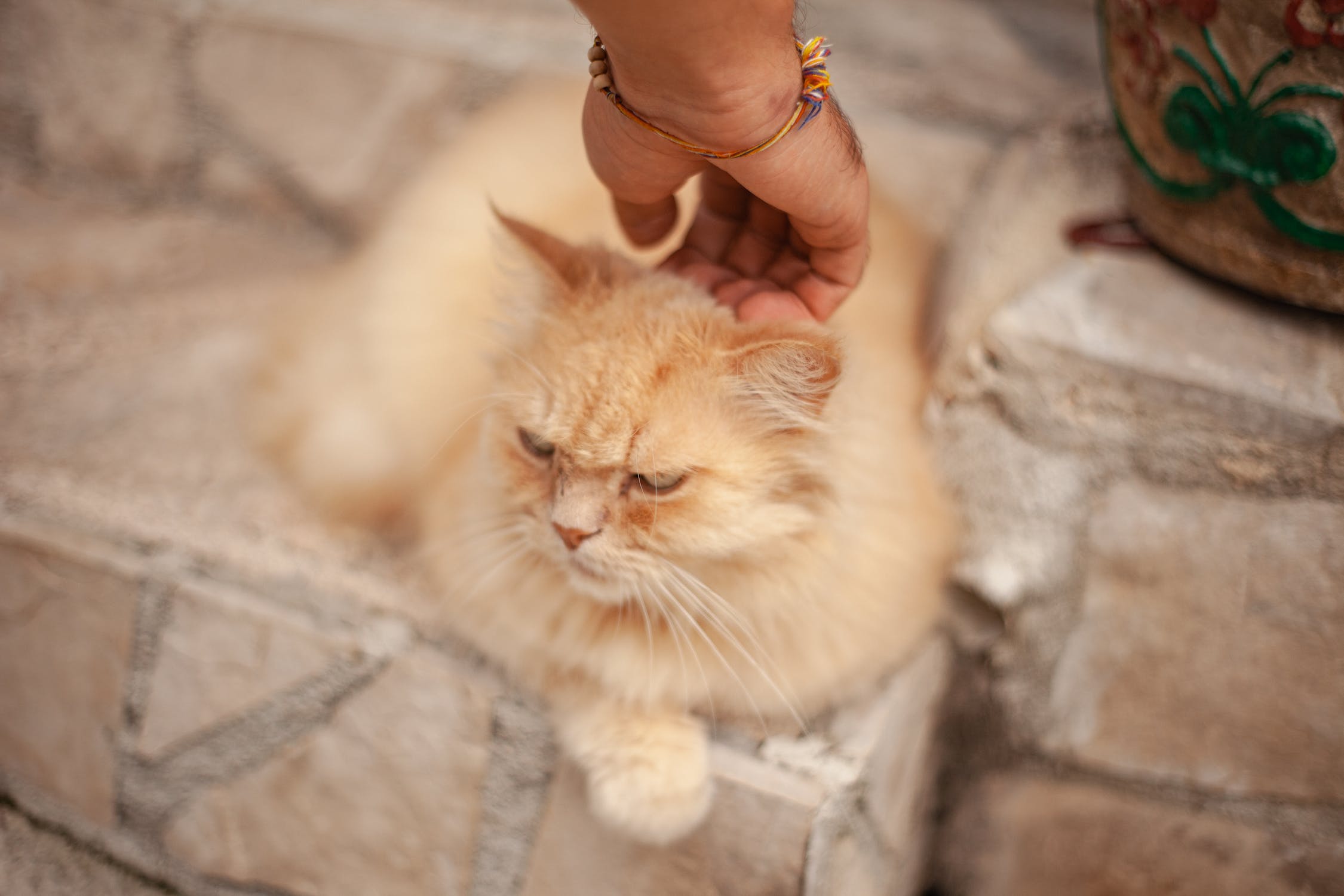 What to do if your cat is grumpy - The Critter Whisperer